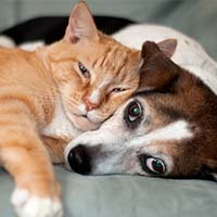 Adoptable Pets Information - Fairfield Area Humane Society