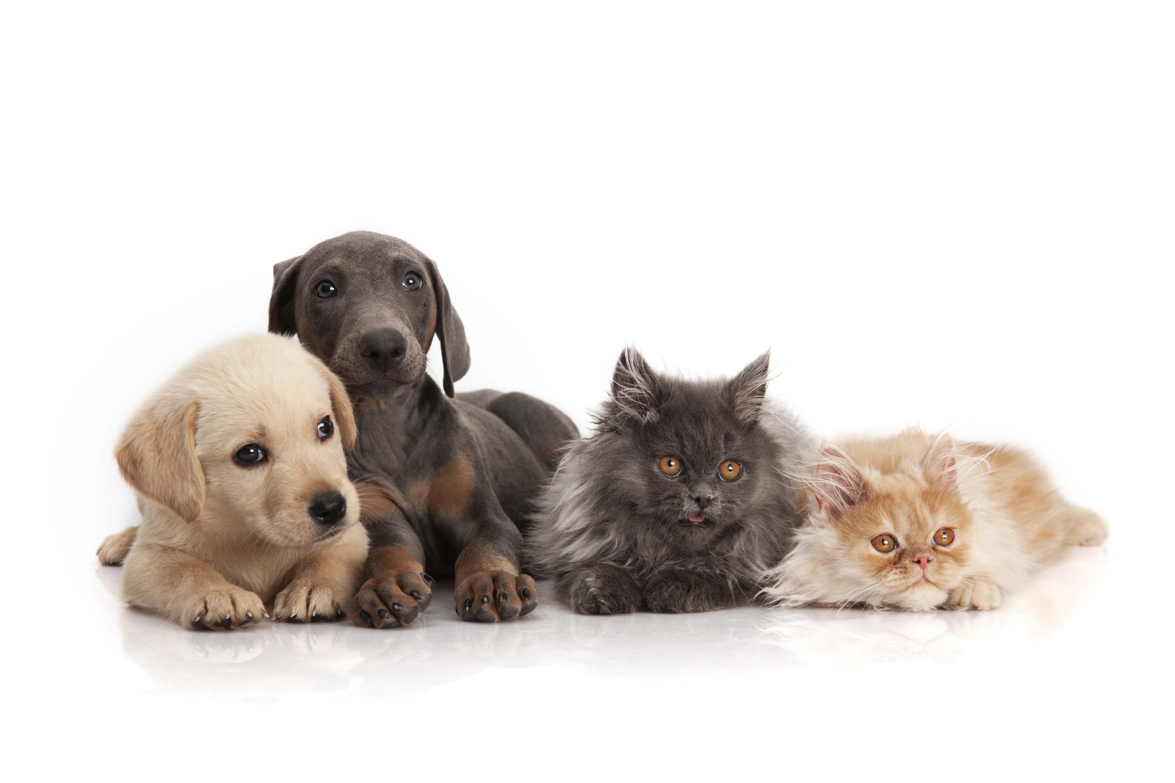 Spay and Neuter Clinics - Fairfield Area Humane Society