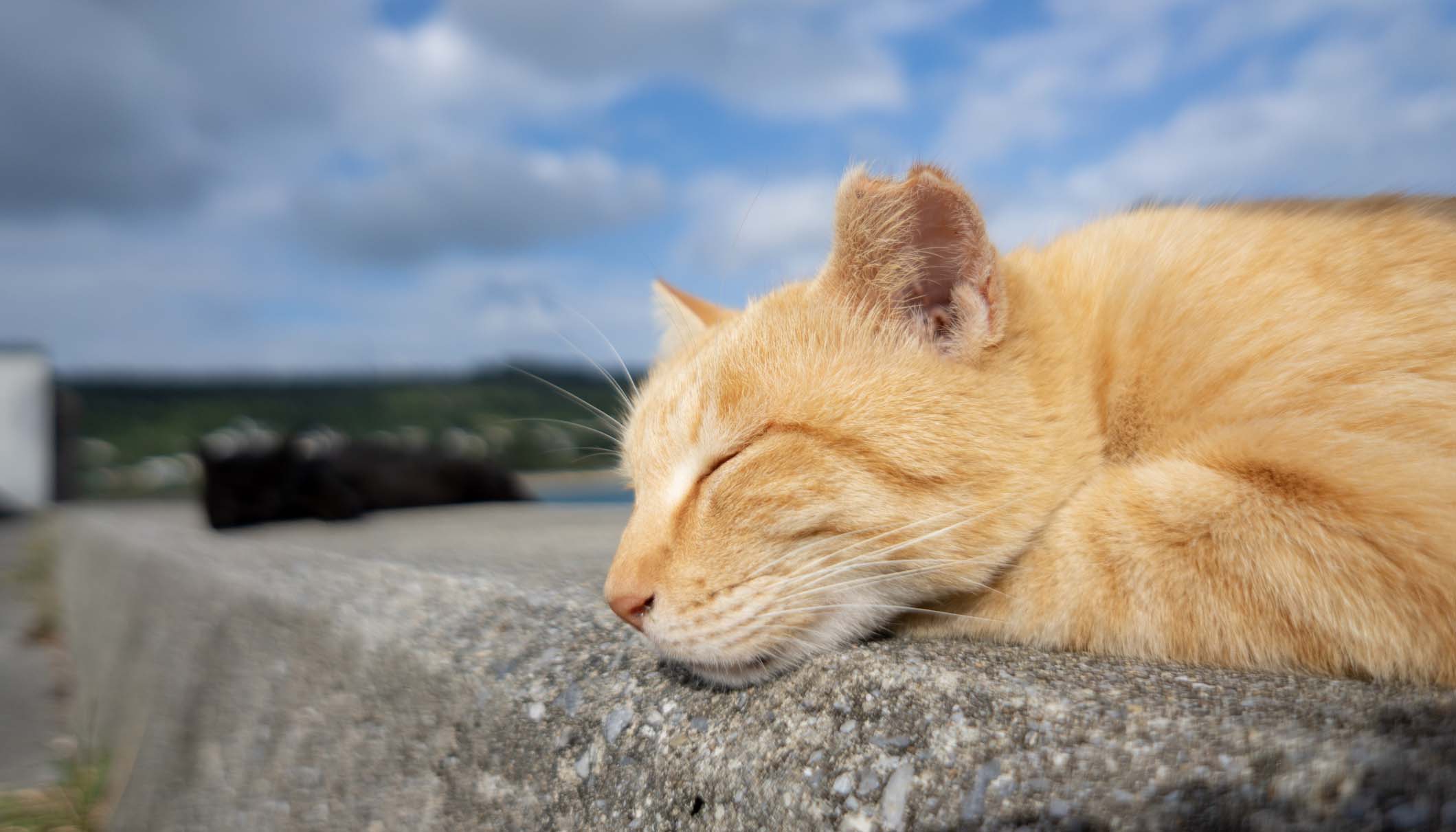 Trap Neuter Return (TNR) - Fairfield Area Humane Society